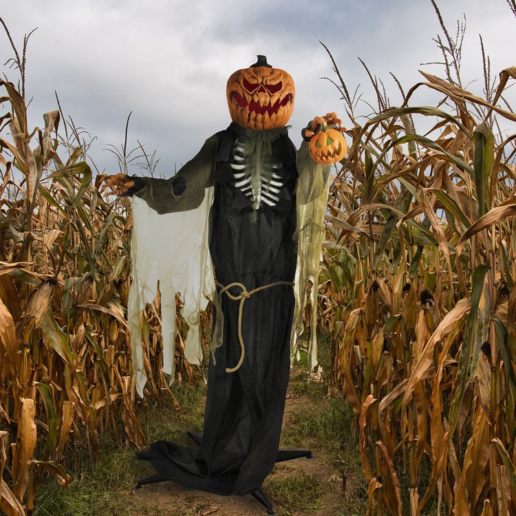 Jacko the Pumpkin Man Life-Size Animatronic Talking Indoor/Outdoor Hal ...